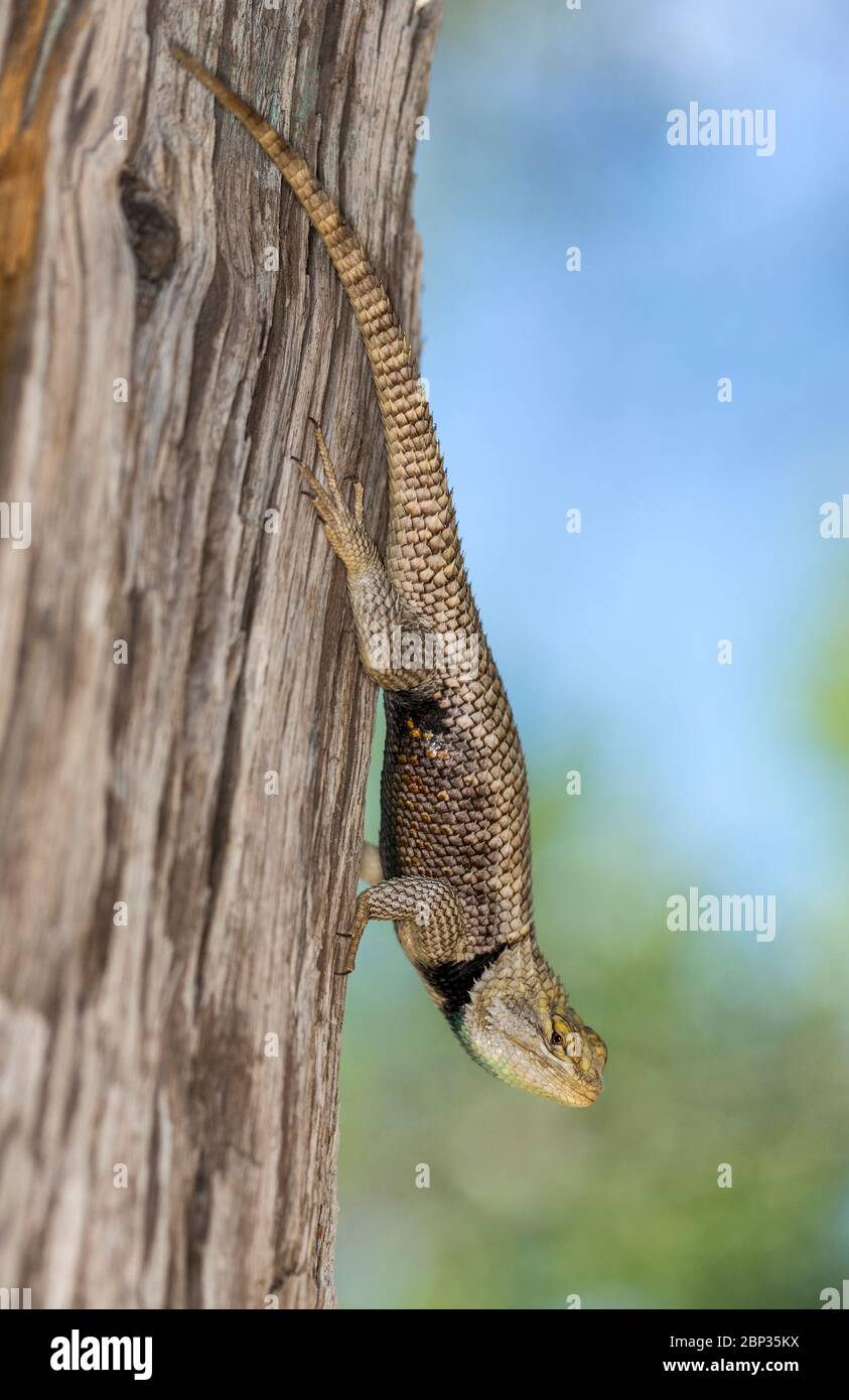 Blue belly lizard in the desert posing on fence post hanging head down ...