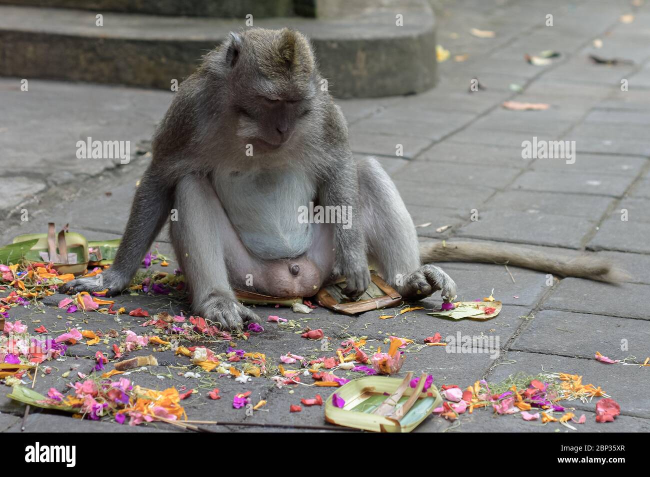Monkeys Around the street in bali, ubud, indonesia Stock Photo - Alamy