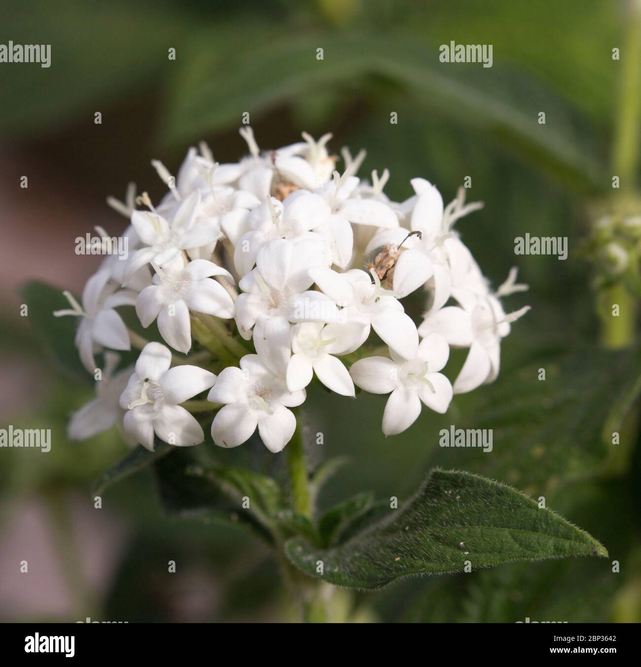 A white flower background in New Caledonia Stock Photo - Alamy