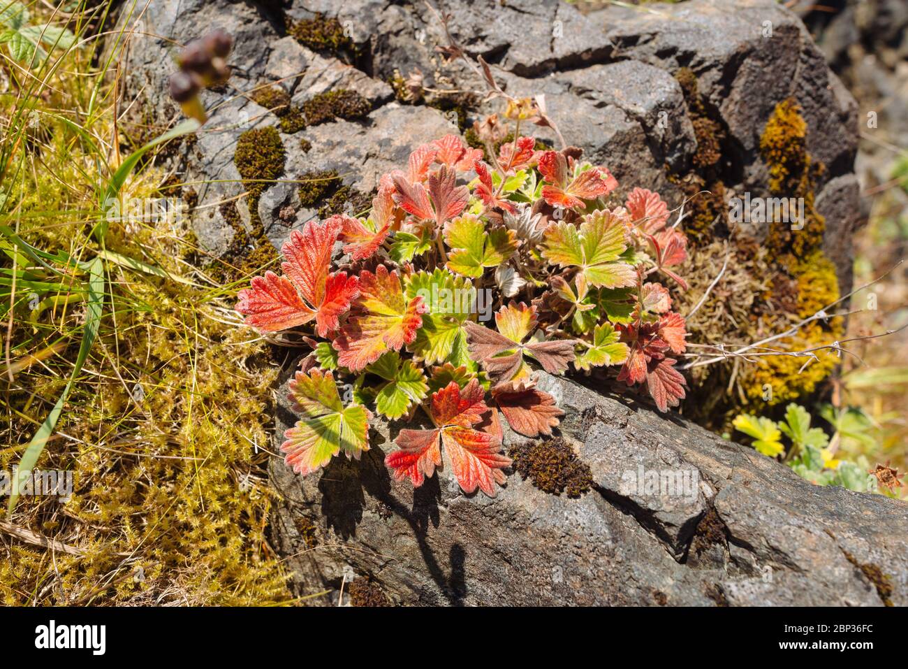 Hairy cinquefoil hi-res stock photography and images - Alamy