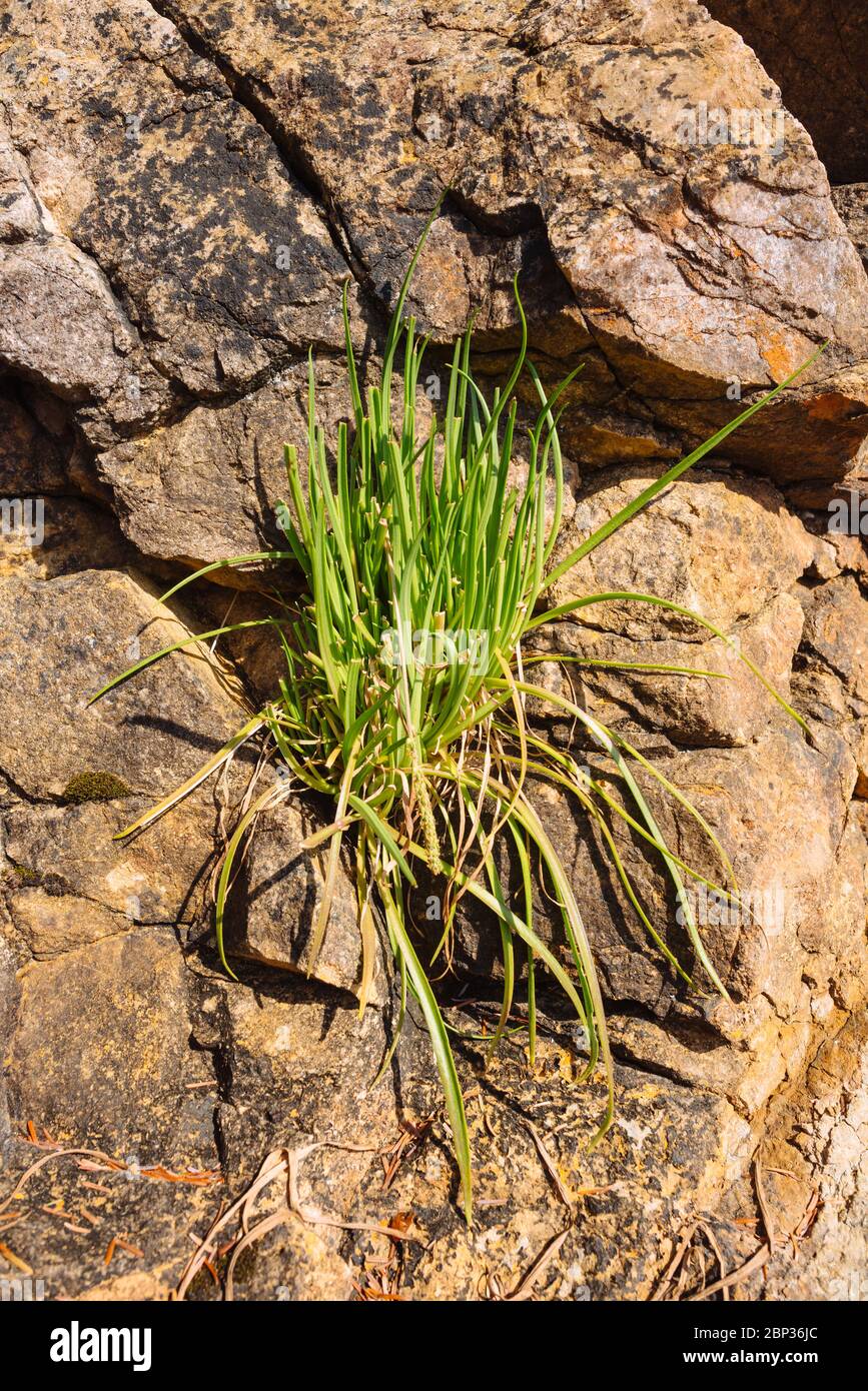 Sea plantain (Plantago maritima) growing on a rocky bluff near Rennell ...