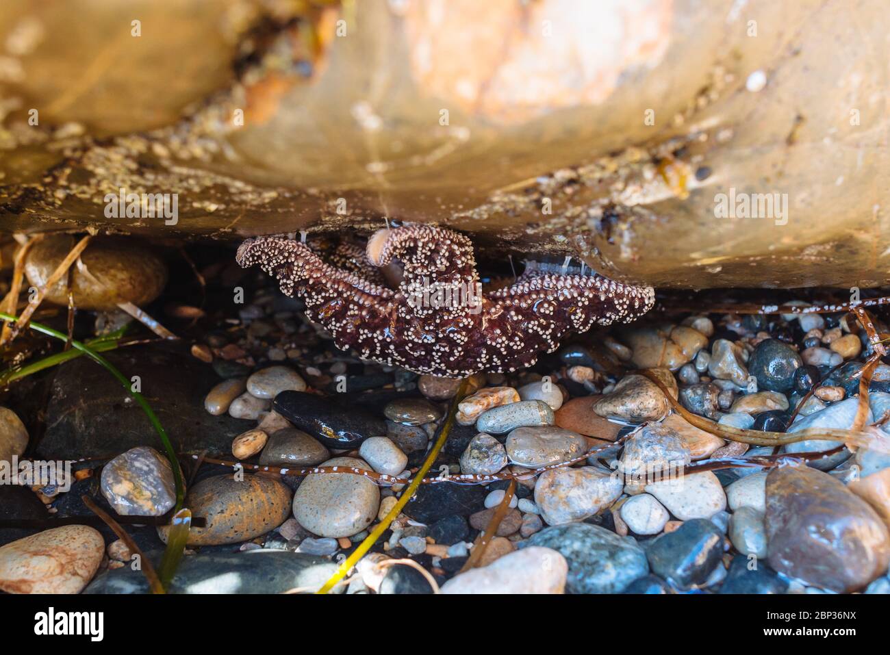 Pisaster ochraceous (Common Sea Star) in Rennell Sound, Haida Gwaii ...