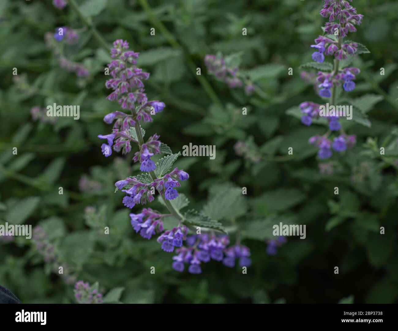 Violet flowers background, botanic garden, denmark, copenhague Stock ...