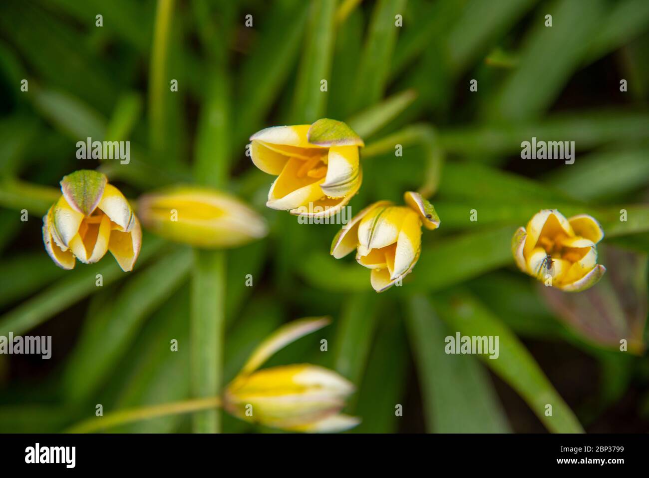A full frame of delicate unusual tulips as a backdrop Stock Photo - Alamy