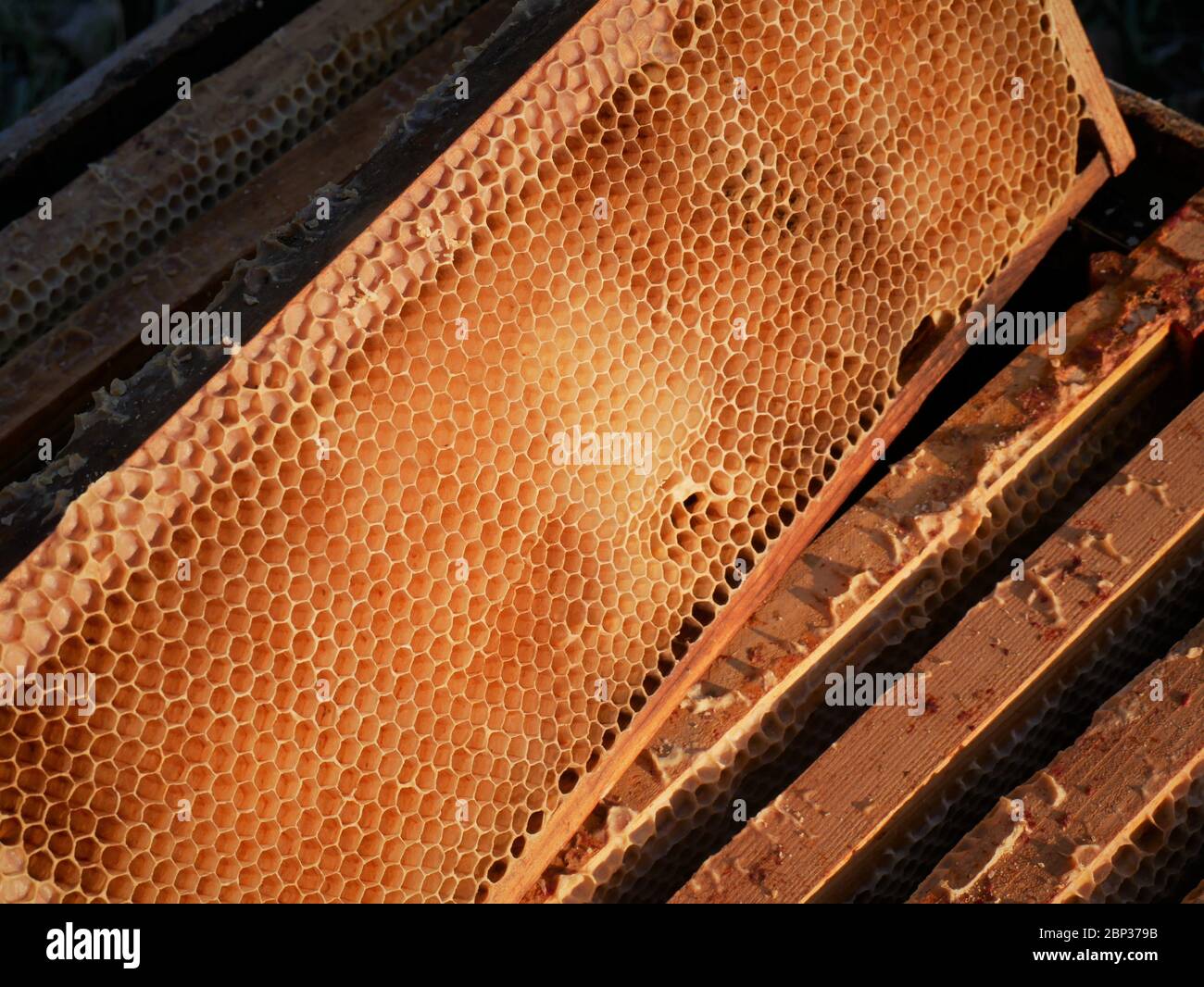 Close up of bee hive honey bee hexagonal cells Stock Photo - Alamy