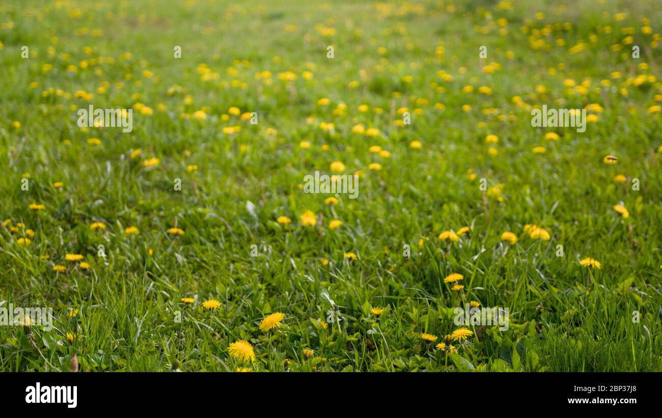 Spring field with yellow dandelions. View of wild flowers Stock Photo ...