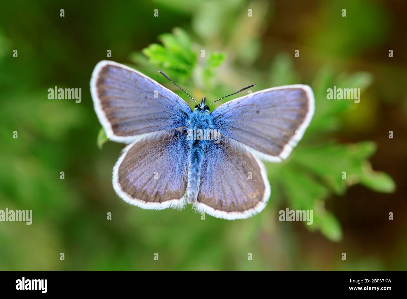 Common blue butterfly close detail over green natural background Stock ...