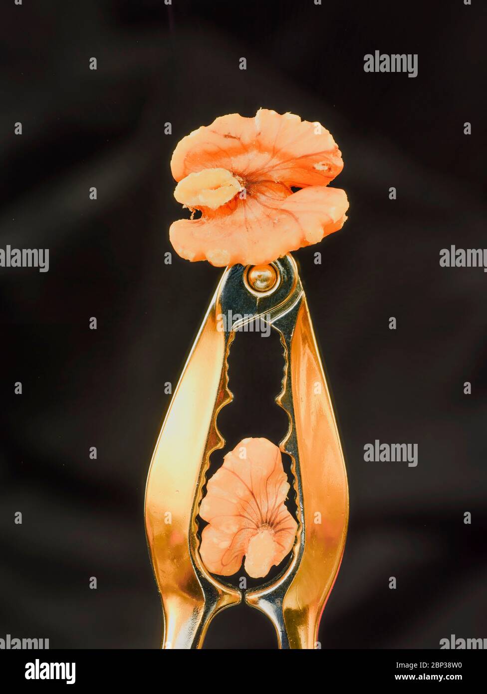 Close up still-life food portrait of walnut Stock Photo - Alamy