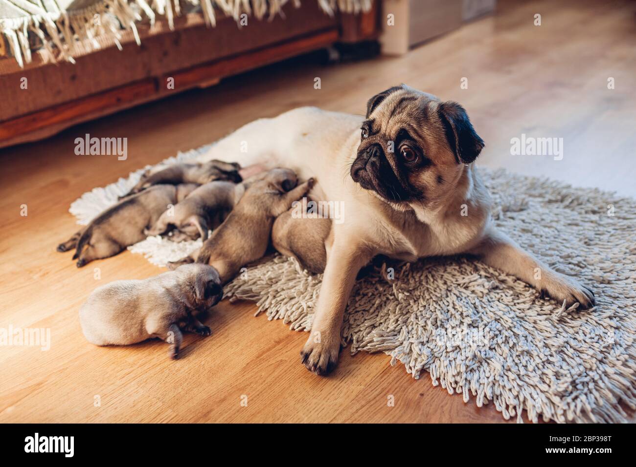 Can We Give Milk To Pug