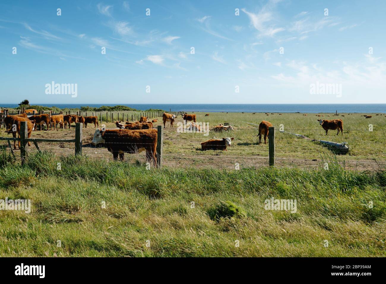 California dairy cow and calf hi-res stock photography and images - Alamy
