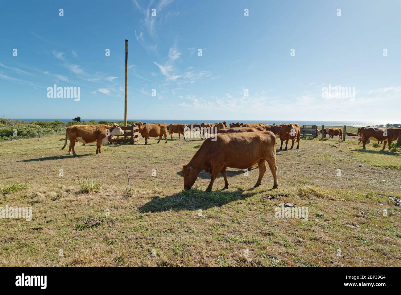 California dairy cow and calf hi-res stock photography and images - Alamy
