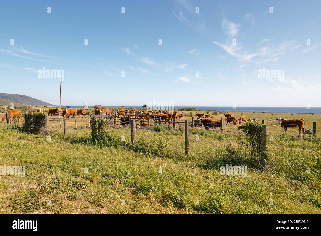 California dairy cow and calf hi-res stock photography and images - Alamy
