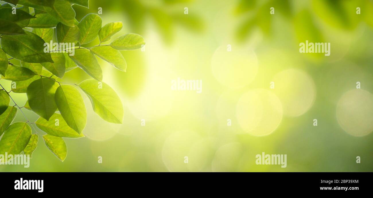 Leaf background bokeh blur green background Stock Photo - Alamy