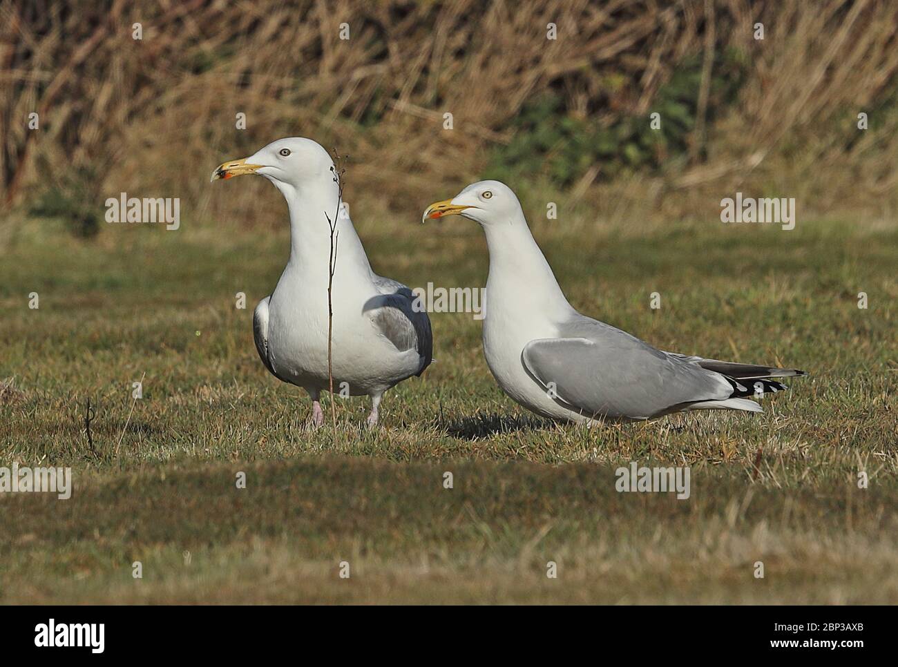 Male and female seagull hi-res stock photography and images - Alamy