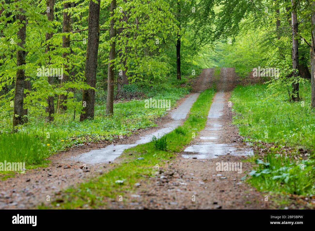 Dirt road in a deciduous forest. A forest path leading through a tall ...