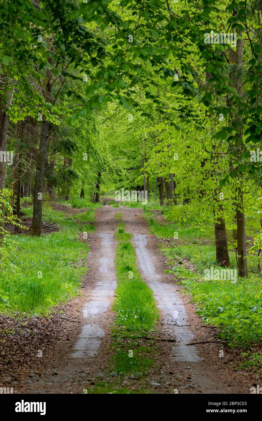 Dirt road in a deciduous forest. A forest path leading through a tall ...