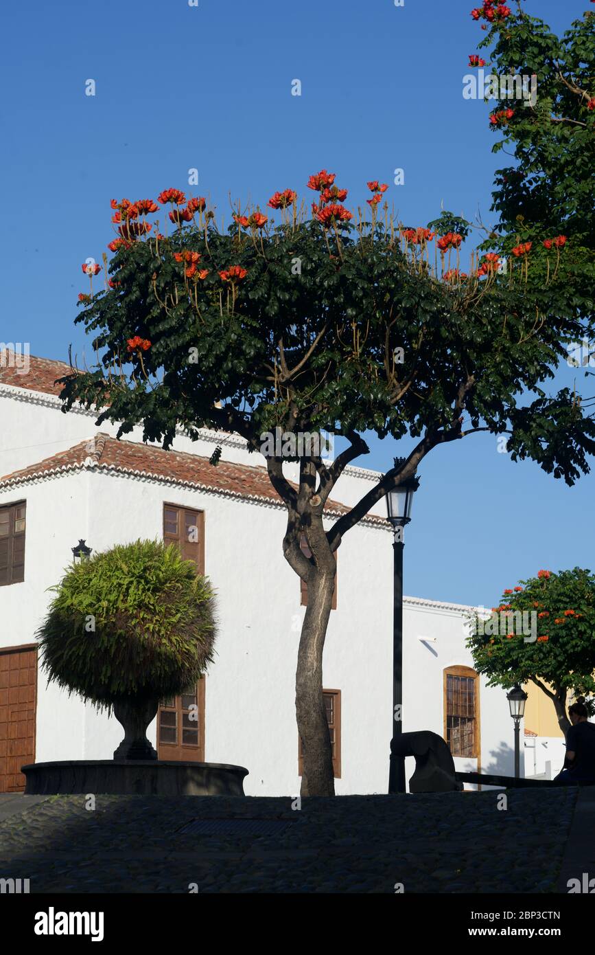 African tulip tree flower hi-res stock photography and images - Alamy