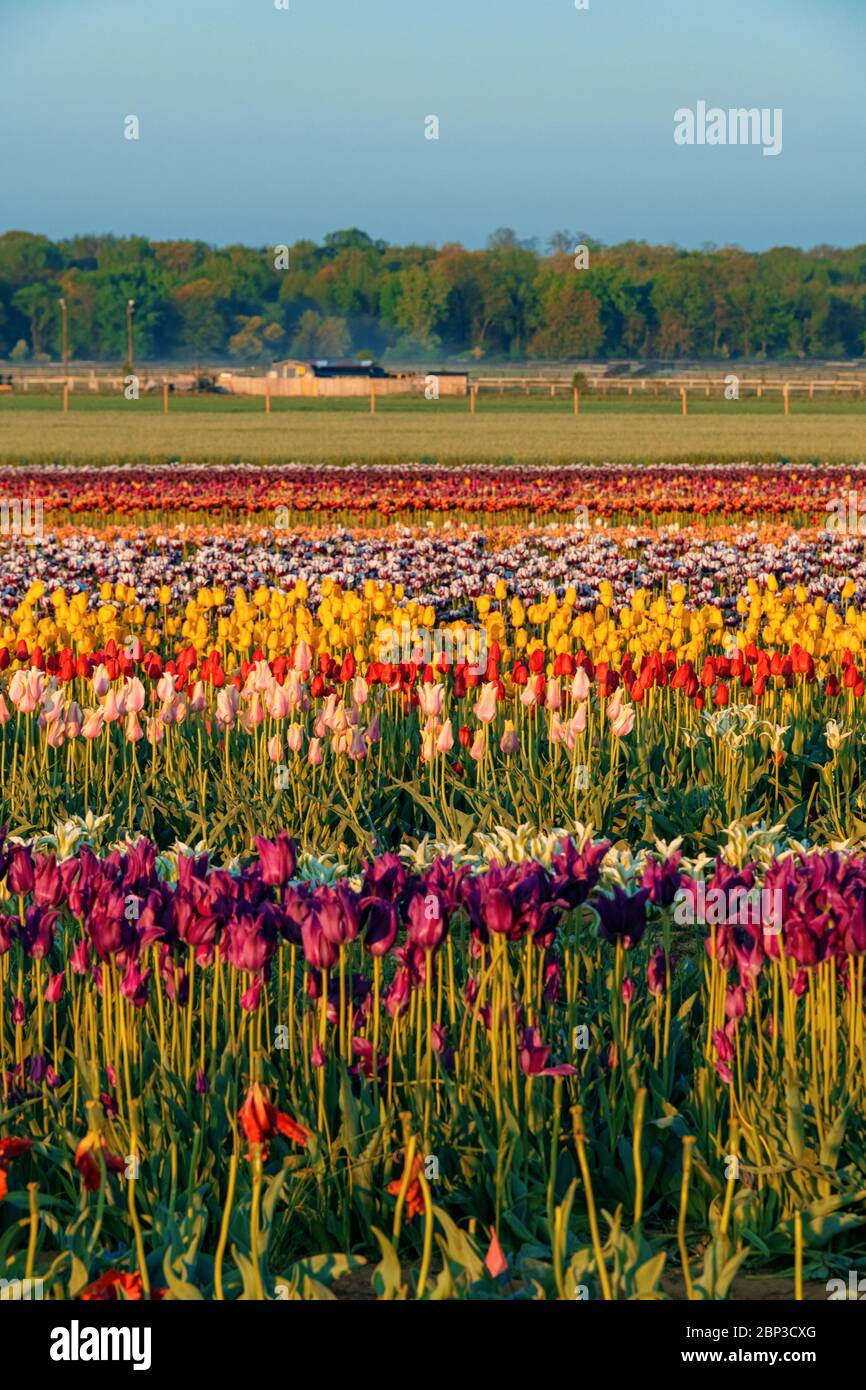 Tulip in farm with beautiful colors in Spring Stock Photo - Alamy