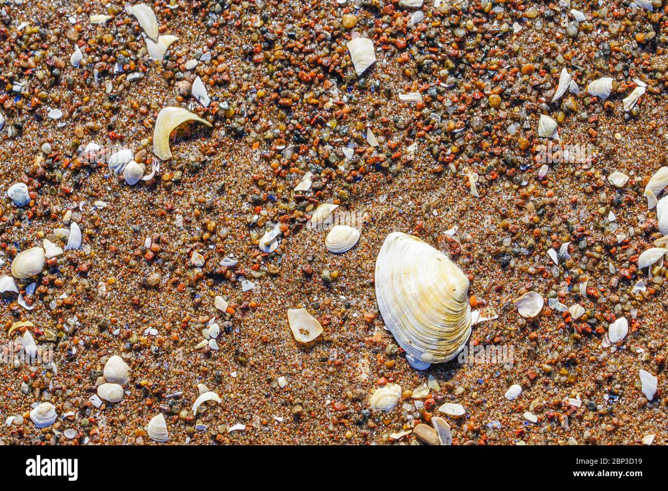 Covered shells hi-res stock photography and images - Alamy