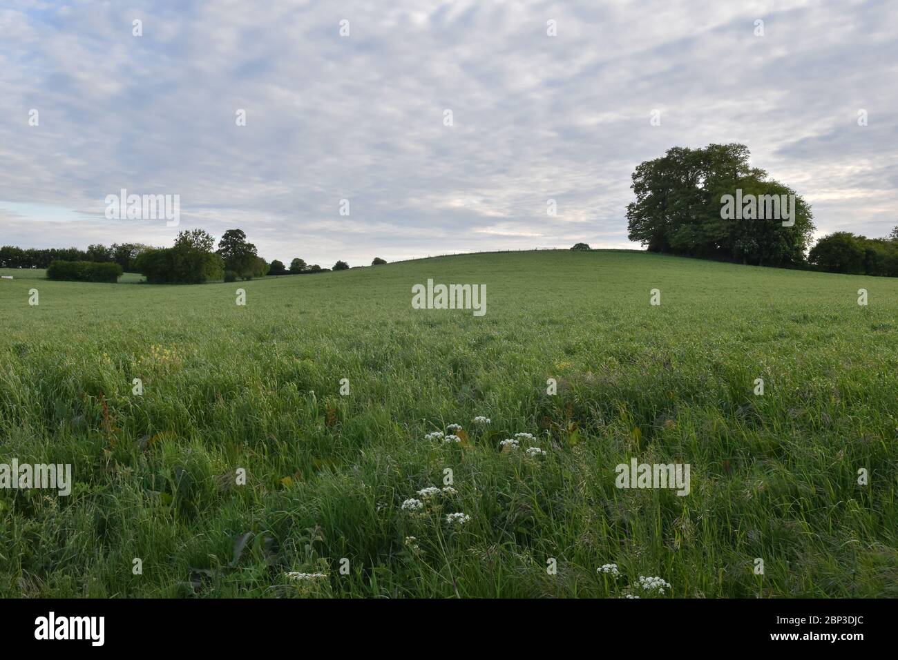 Somerset countryside around Frome Stock Photo - Alamy