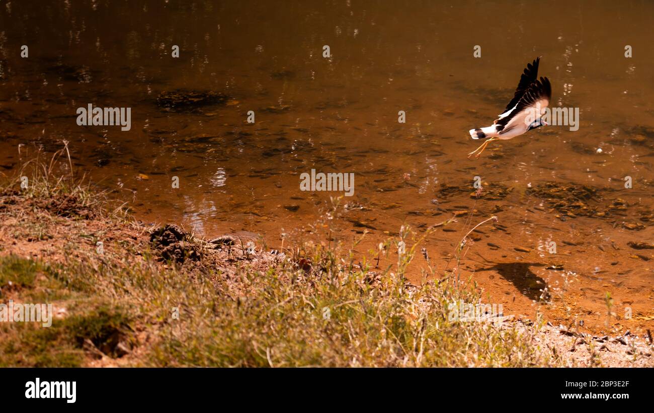 bird flying close to the lake reflection on the water Stock Photo - Alamy