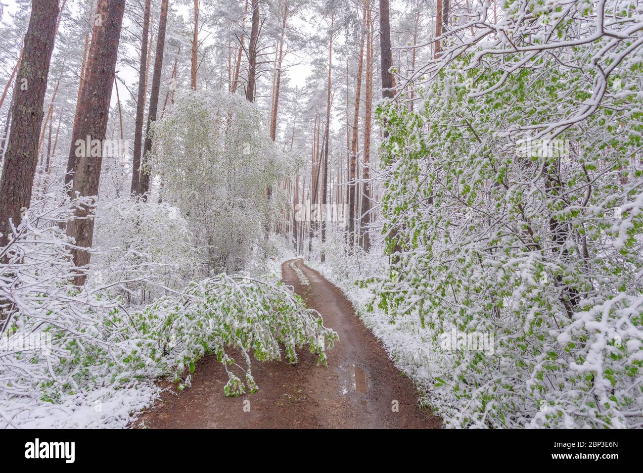 Late spring snow in the forest, unusual phenomena Stock Photo - Alamy