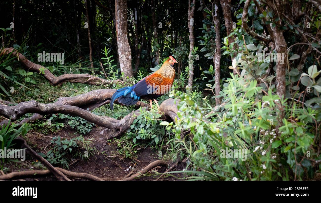 Beautiful sri lankan junglefowl hi-res stock photography and images - Alamy