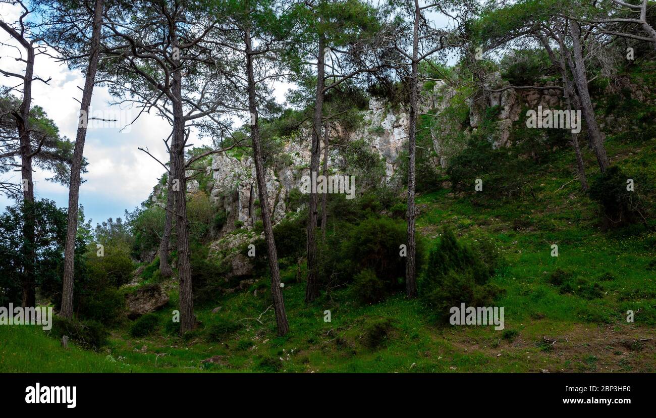Cedars in the dense forest of the island of Cyprus on a clear summer ...