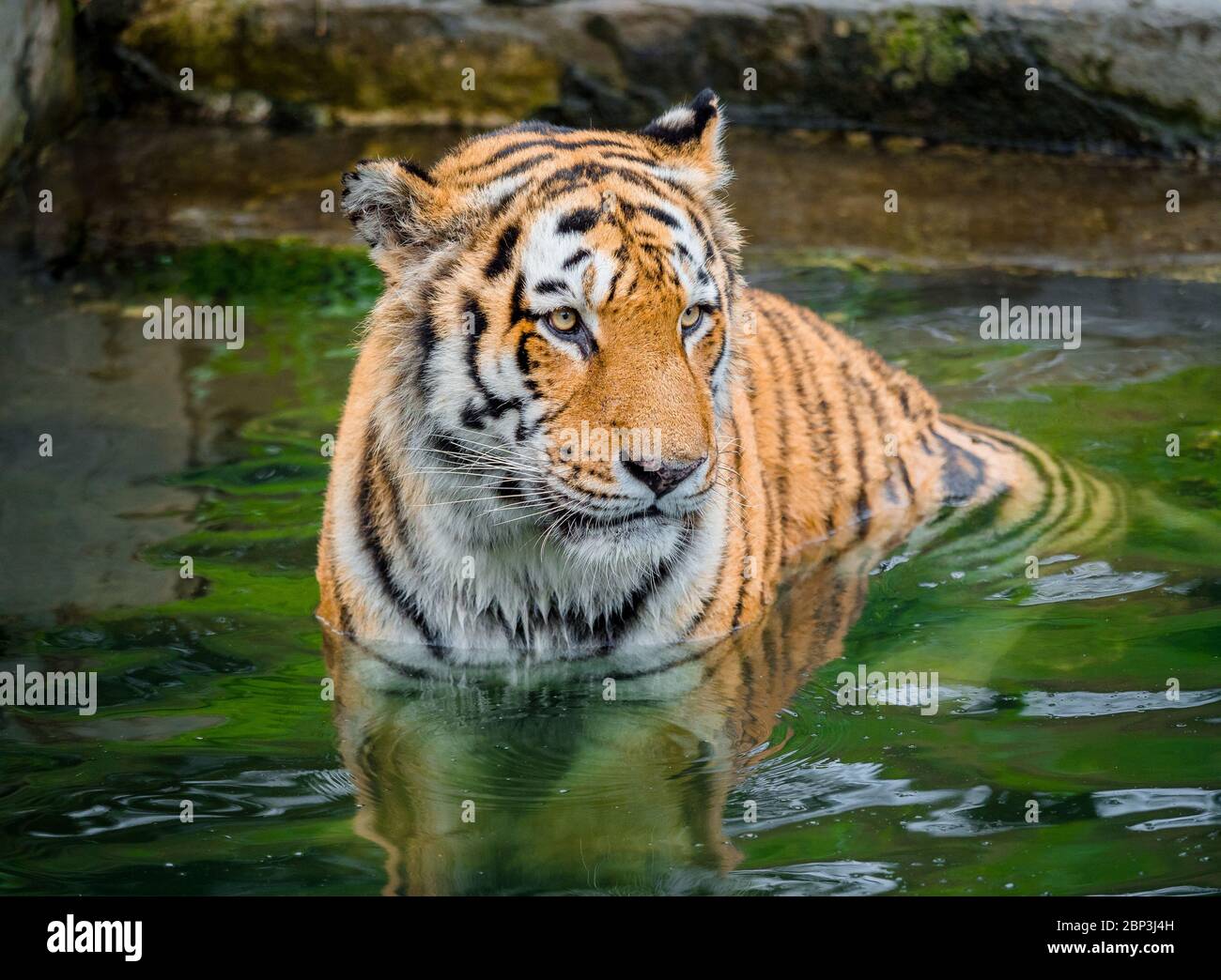 Close up portrait of siberian tiger (panthera tigris altaica) in river water Stock Photo - Alamy