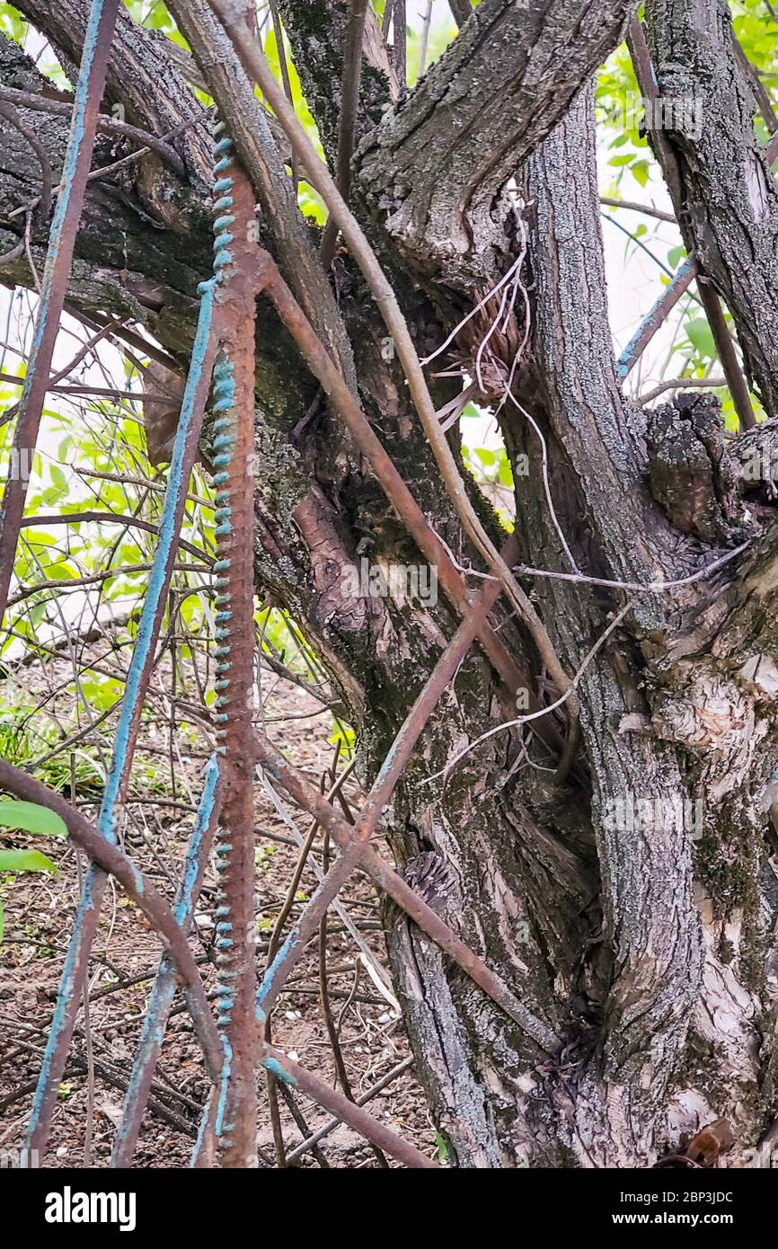 Tree growing through metal fence hi-res stock photography and images ...