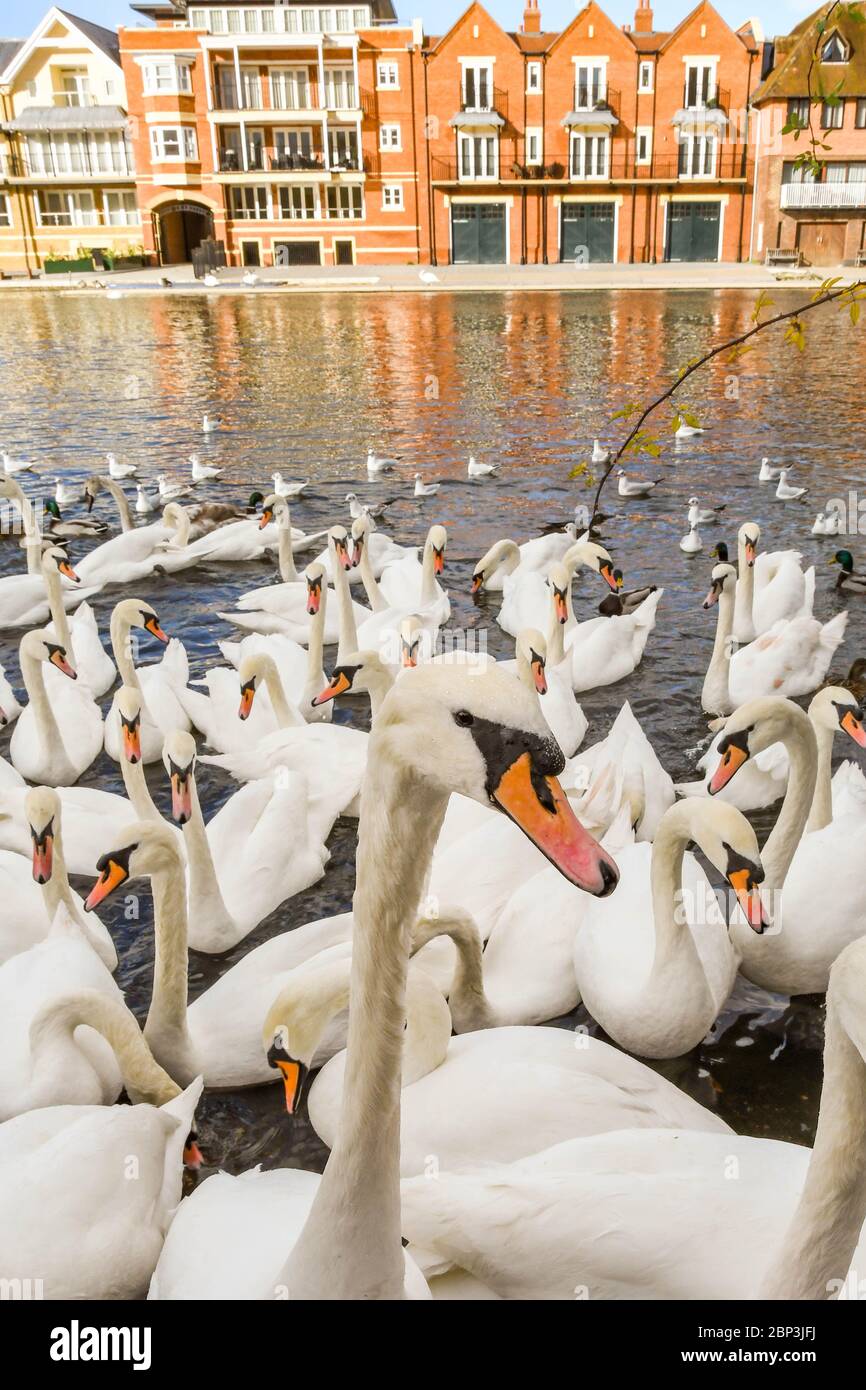 Wide angle view of the head and neck of a wild swan with the rest of ...