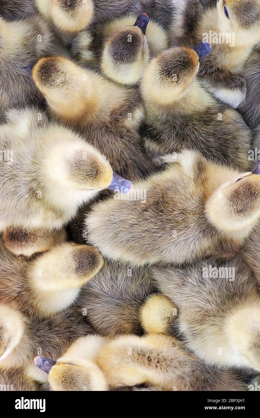 many small beautiful yellow-gray ducklings with a blue beak, as a ...