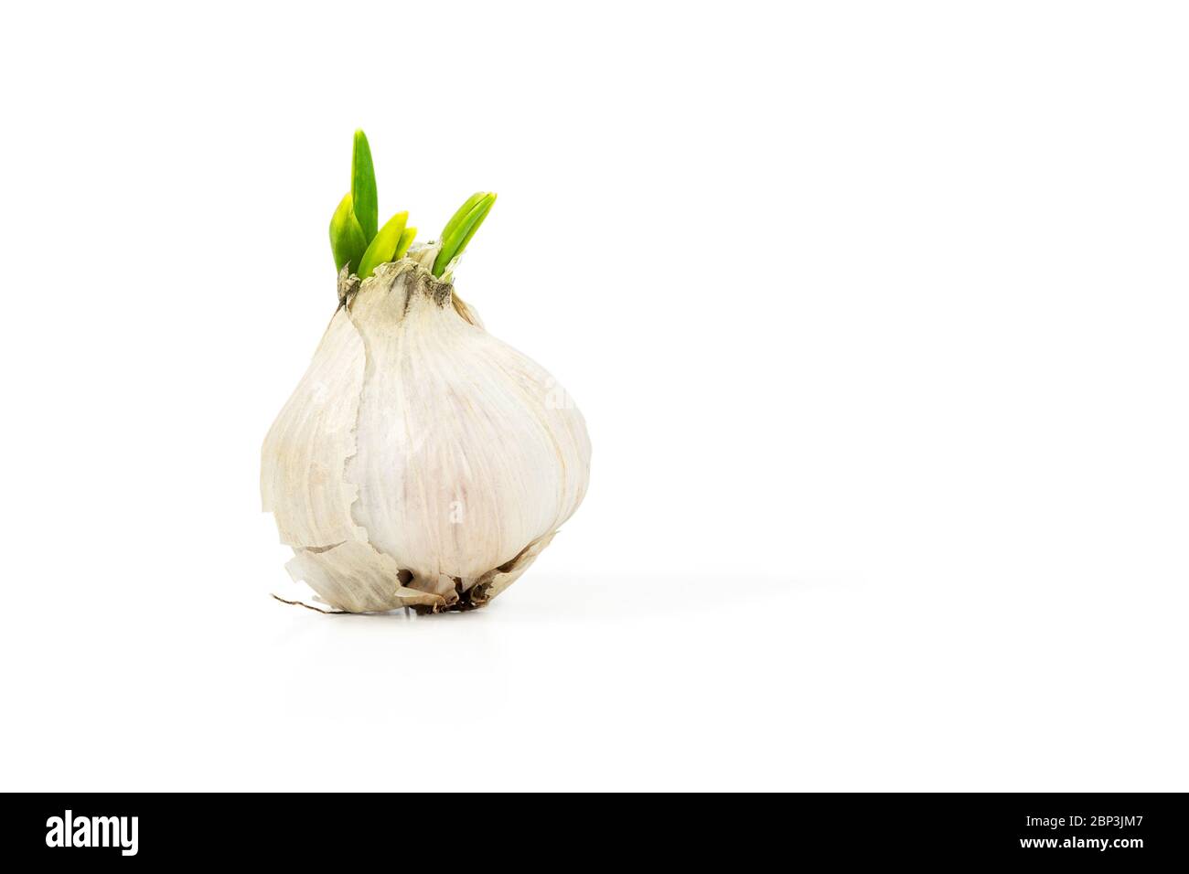 old garlic released a few fresh leaves isolated on a white background ...