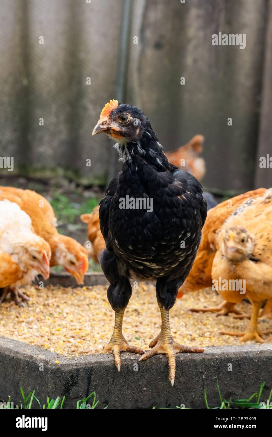 Many domestic chickens eat food, Chicken Flock Stock Photo - Alamy