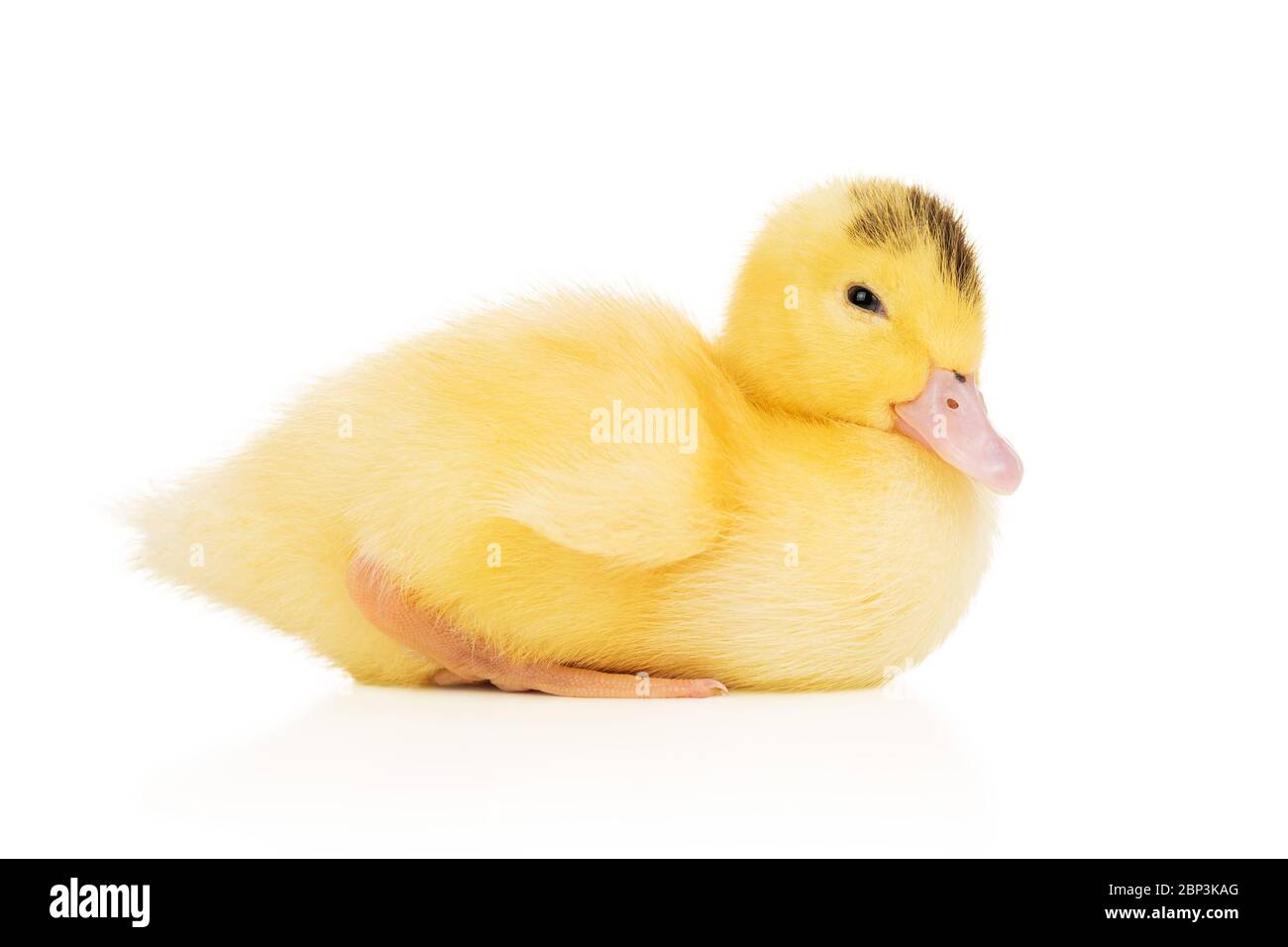 Yellow Ducklings Breed