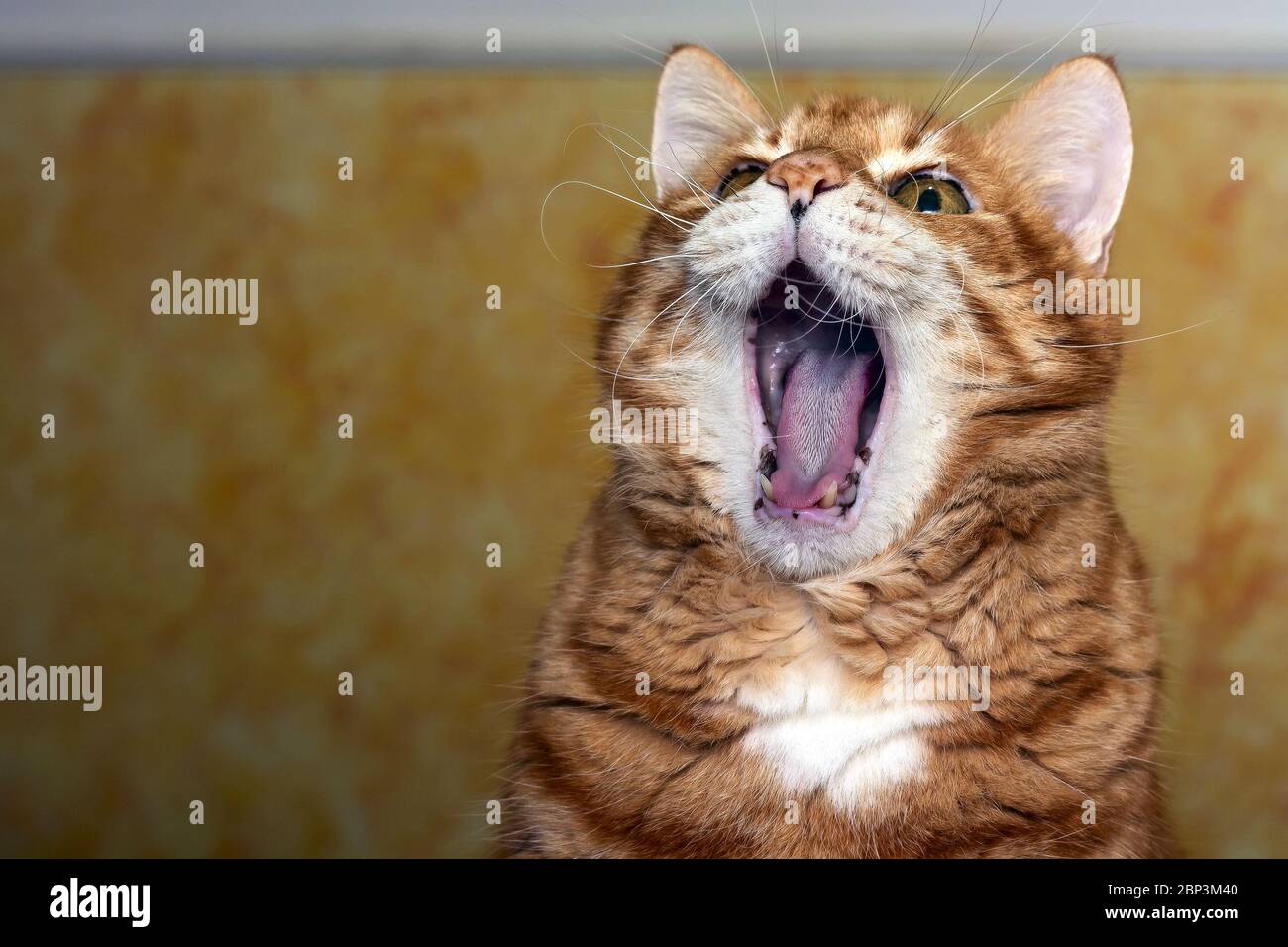 Having a yawn hi-res stock photography and images - Alamy