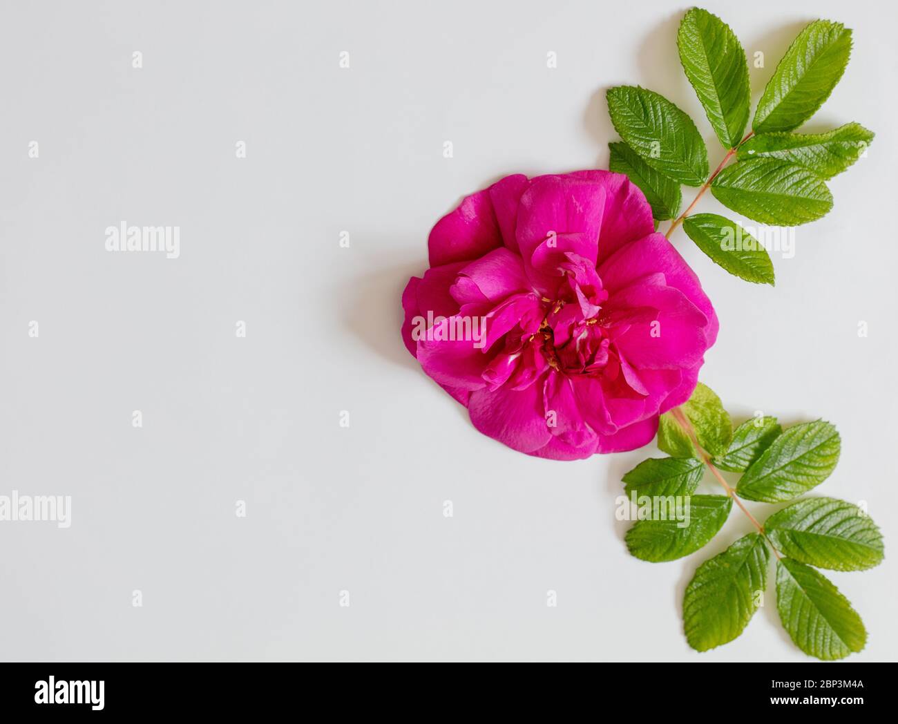 Full bloom of Rosa rugosa Roseraie de l'Hay Stock Photo - Alamy