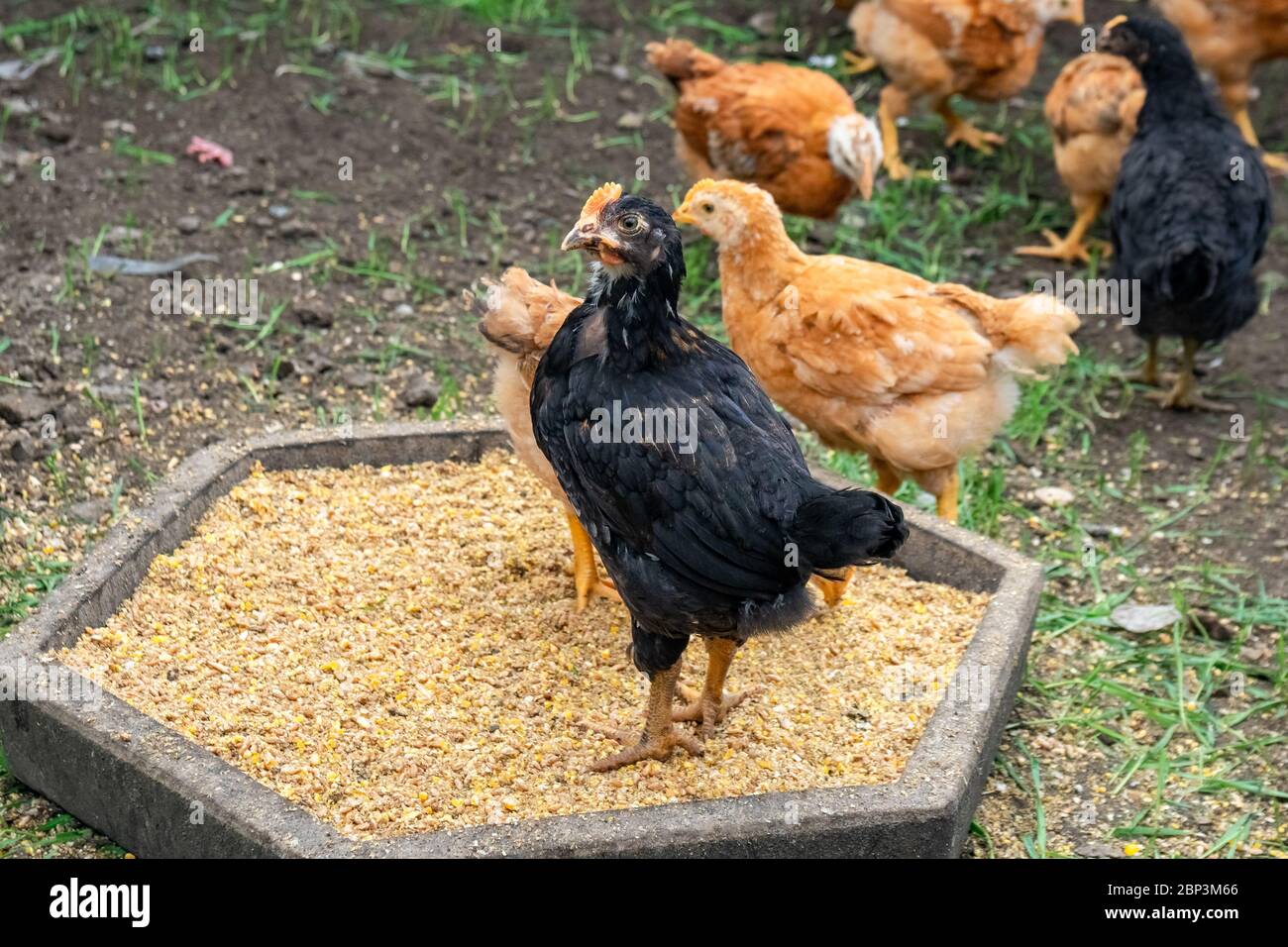 Chicken flock hi-res stock photography and images - Alamy