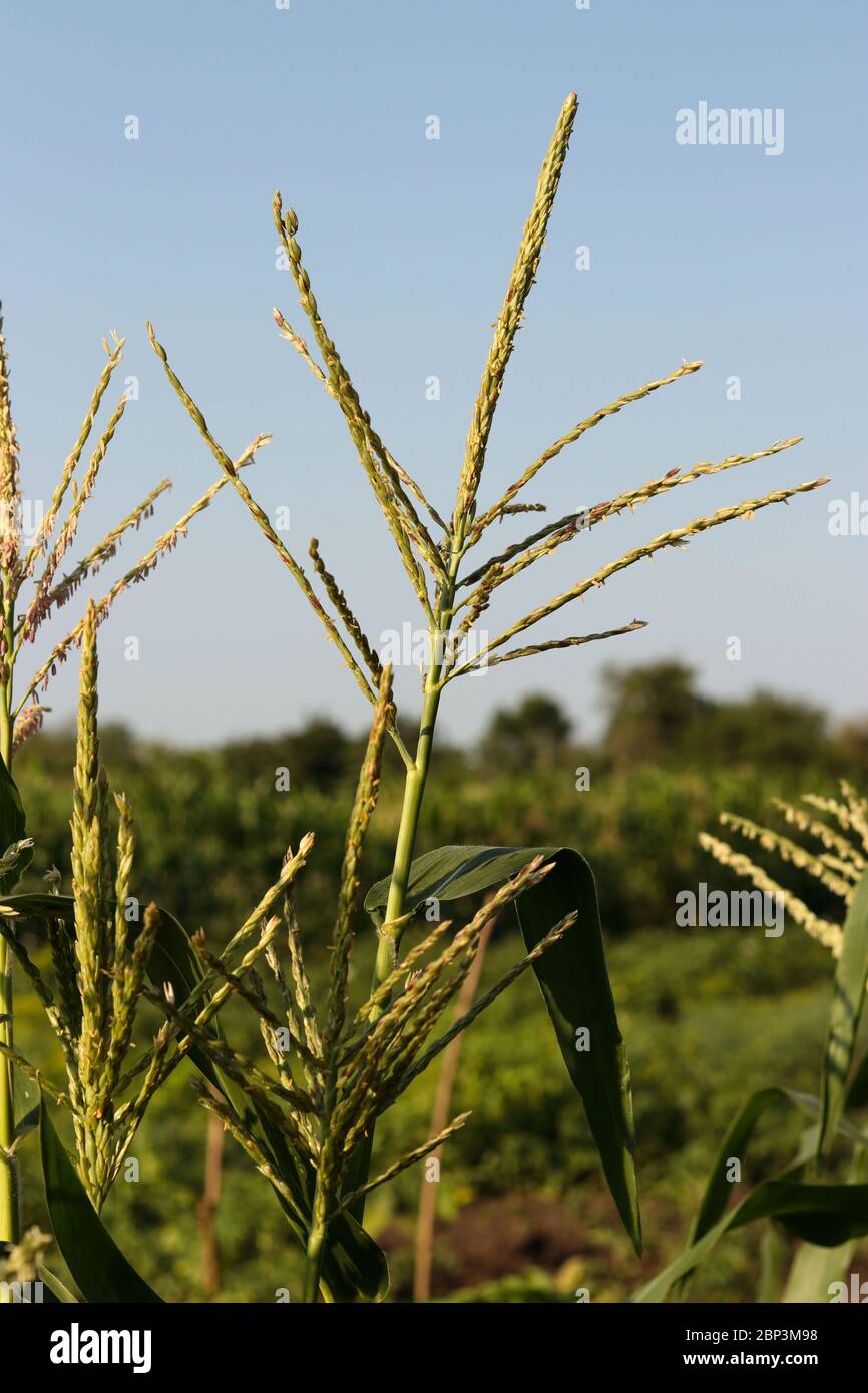 Corn growth stages hi-res stock photography and images - Alamy