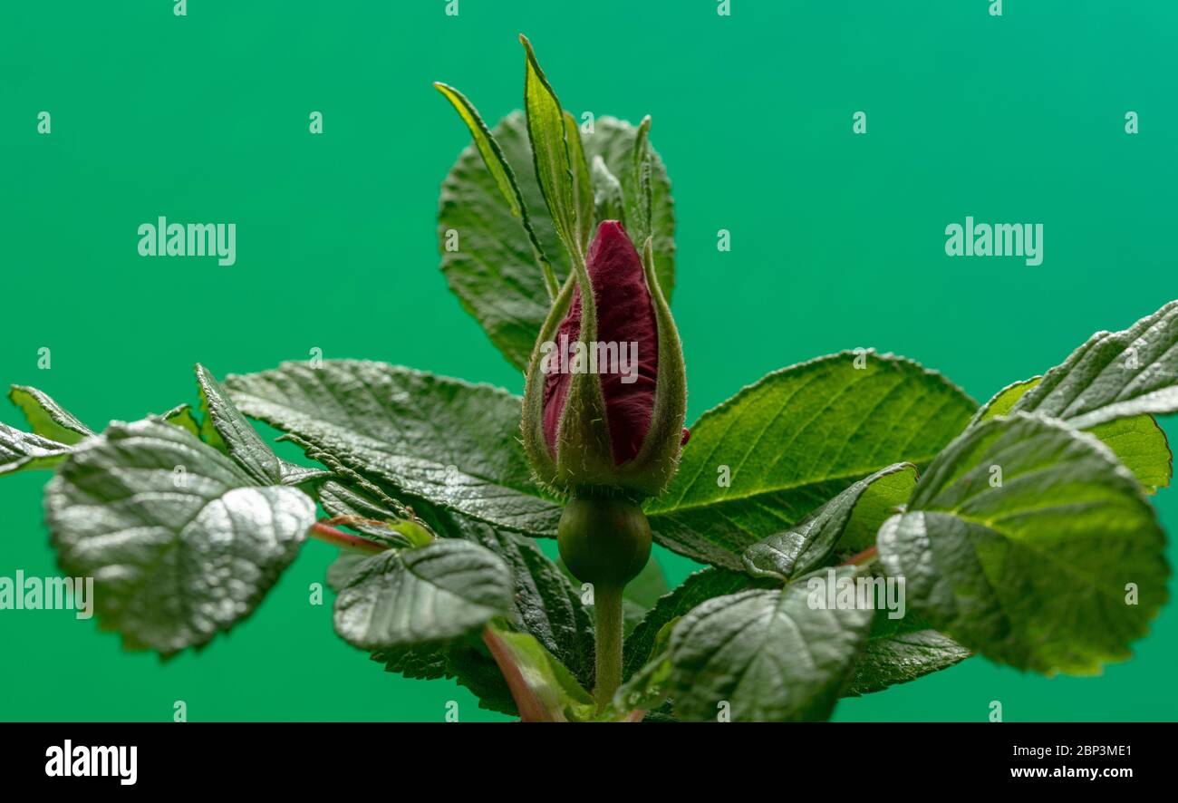 Roseraie De L'hay High Resolution Stock Photography and Images - Alamy