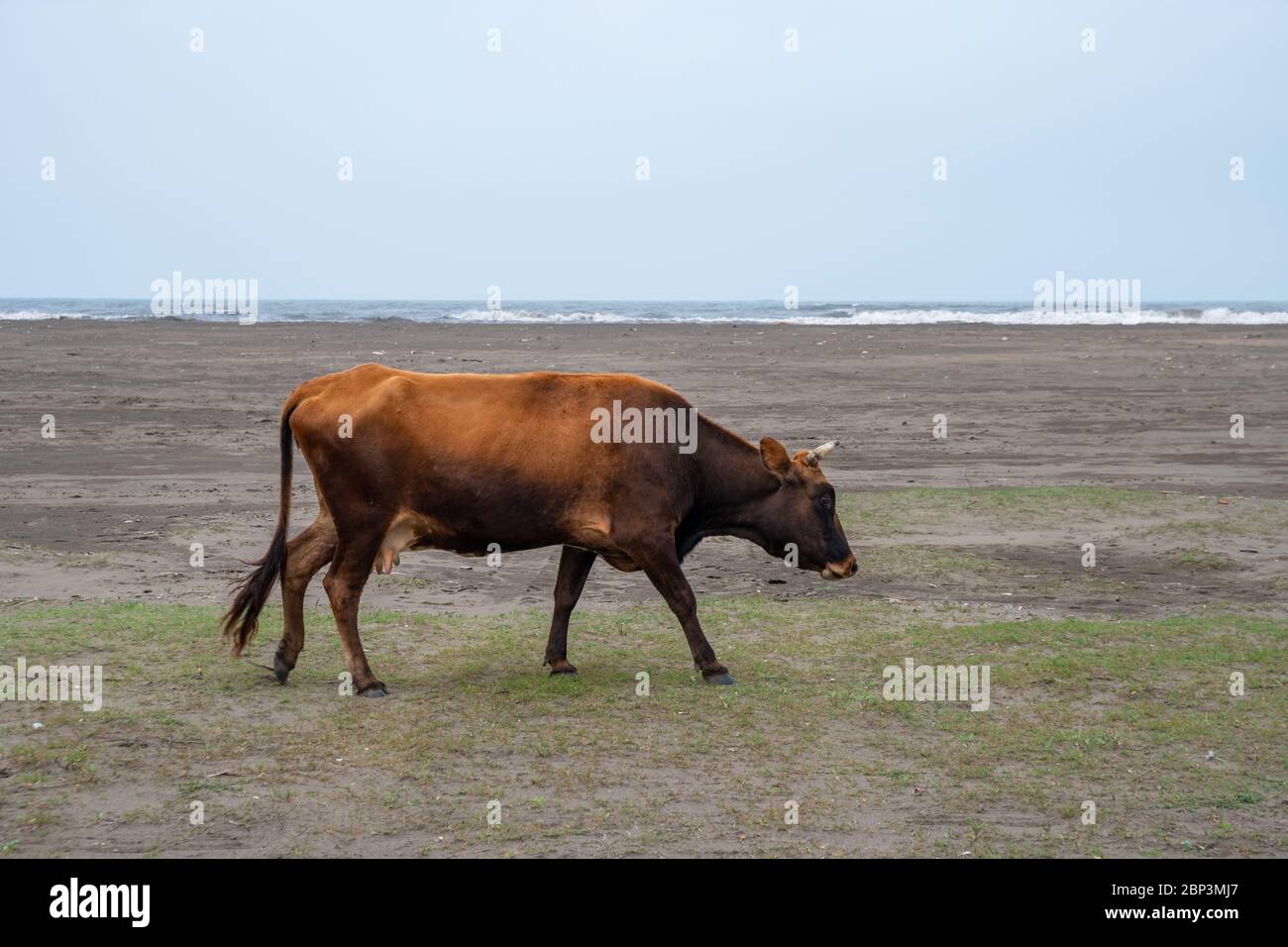 brown cow on the Black Sea coast of Poti, Georgia Stock Photo - Alamy