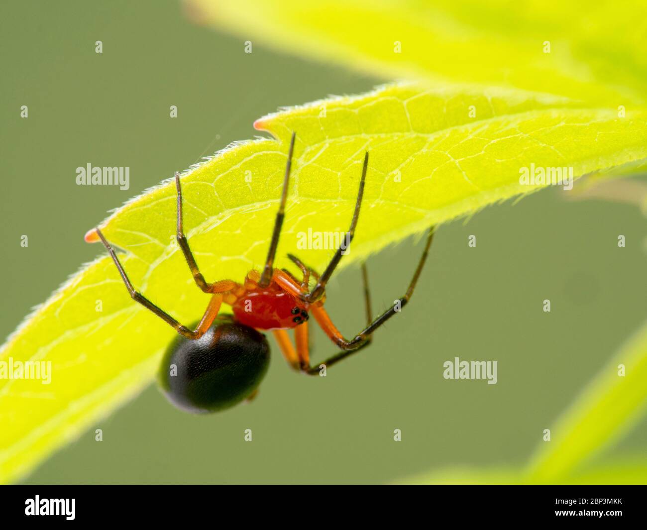 Very tiny but colorful female red and black dwarf spider (Hypselistes ...