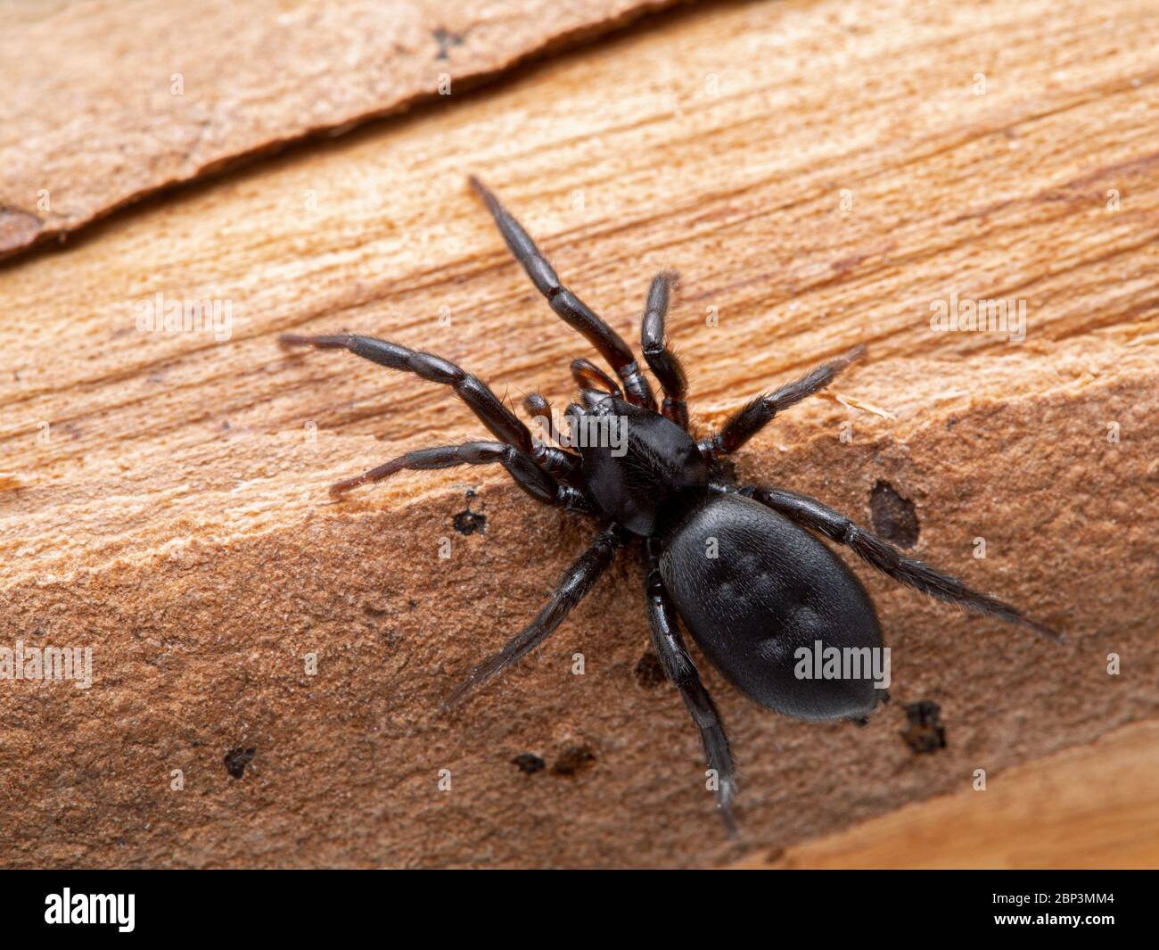 Very small black dwarf spider (Drassyllus depressus) on dead tree ...