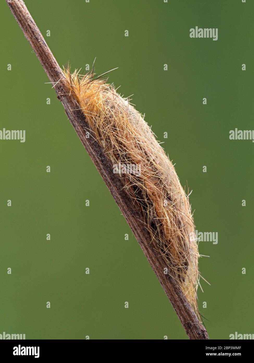 cocoon of the yellow-collared scape moth, Cisseps fulvicollis, on a ...