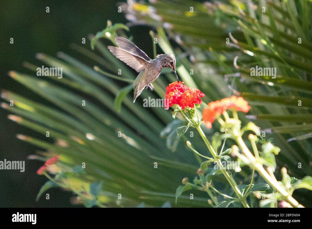 Anna's Hummingbird, Mesa, Arizona Stock Photo - Alamy