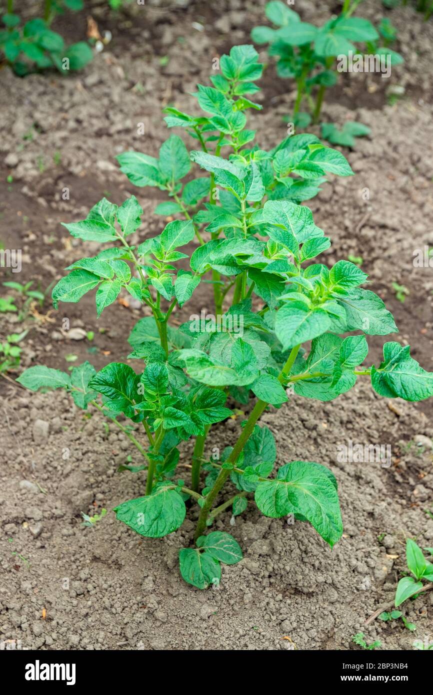 Young potato plants growing in the vegetable garden Stock Photo - Alamy