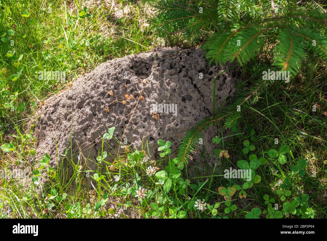 Big anthill in the forest under the spruce. Big anthill in the forest ...