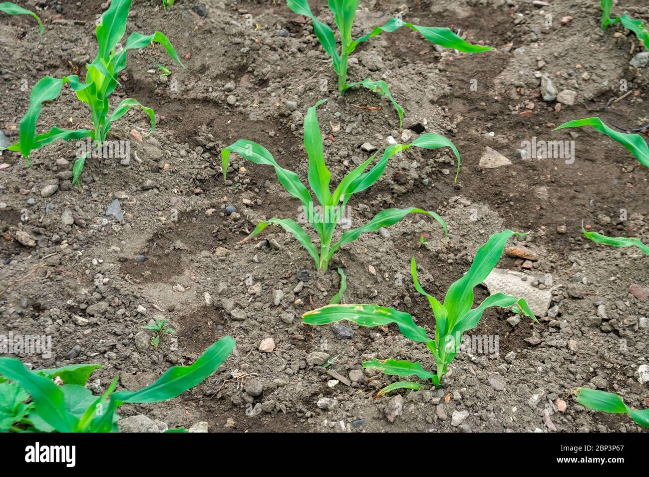 Field of maiz hi-res stock photography and images - Alamy