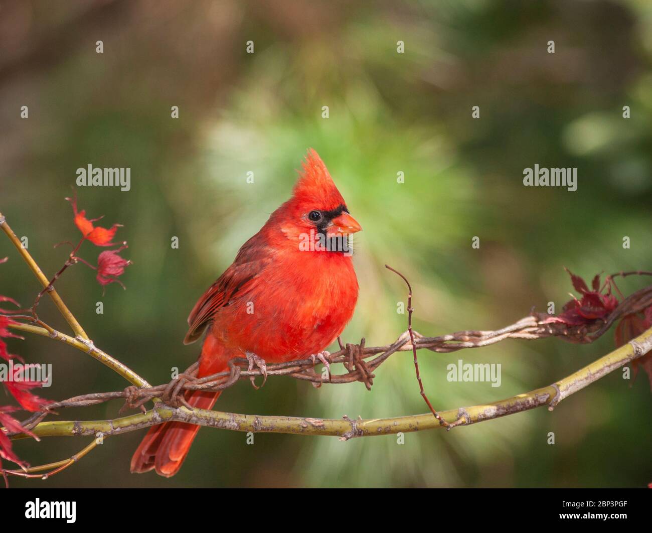 Northern Cardinal, Cardinalis cardinalis, at Gary Carter's Bird Blinds ...