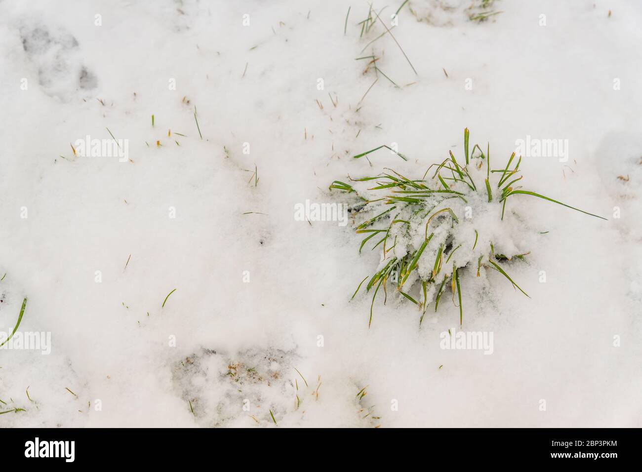 green grass under snow. winter background Stock Photo - Alamy